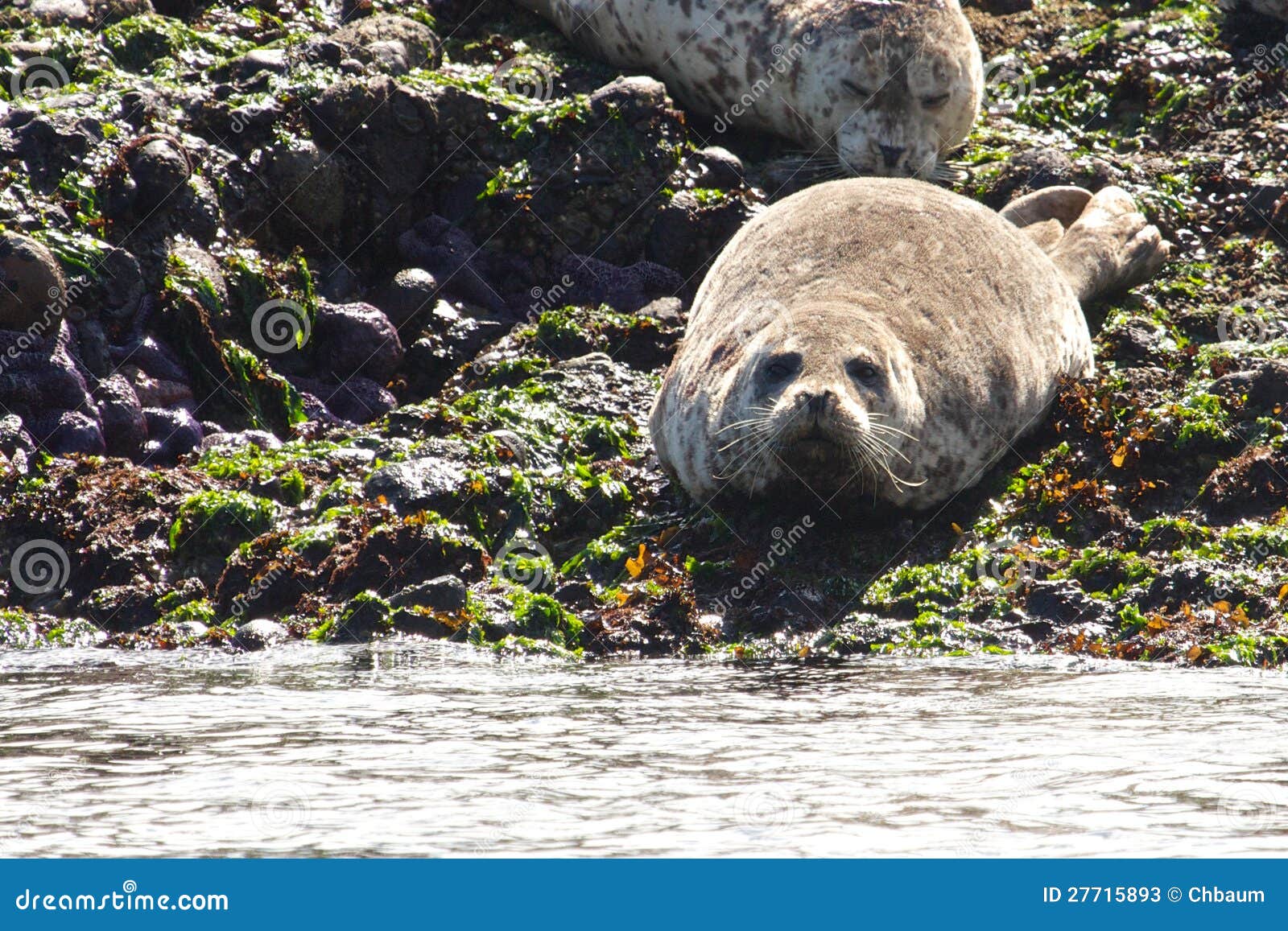 Curious Seal 1 stock image. Image of furry, canada, north - 27715893