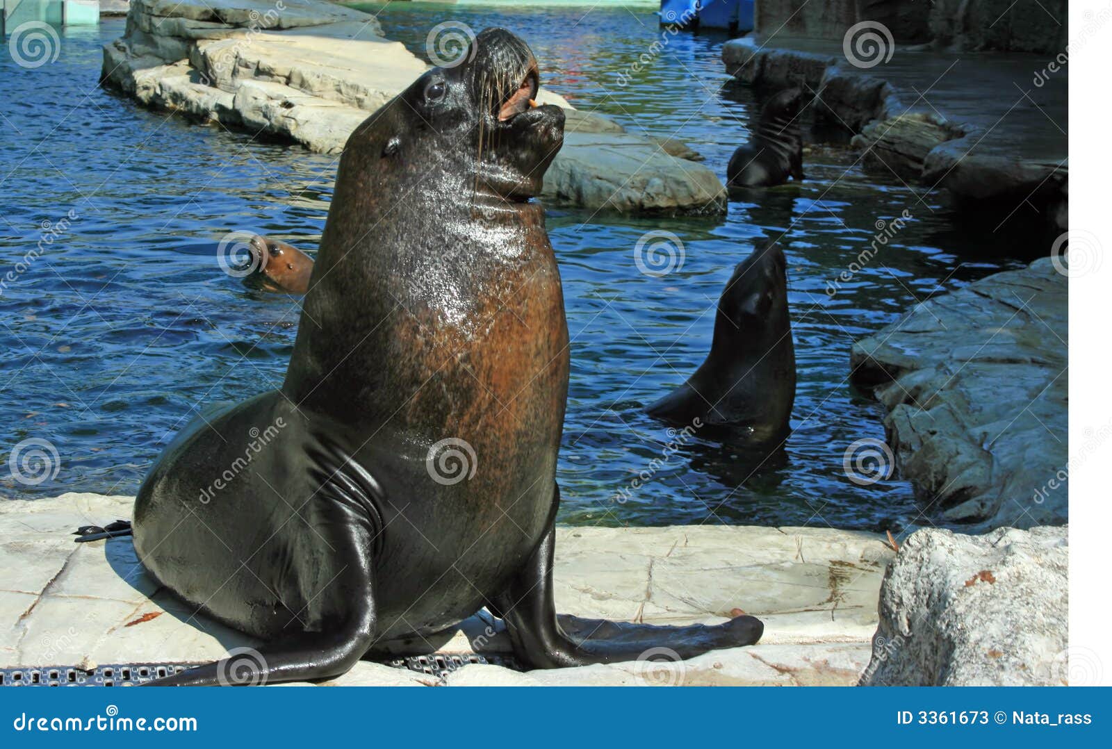 Curious Seal Picture. Image: 3361673