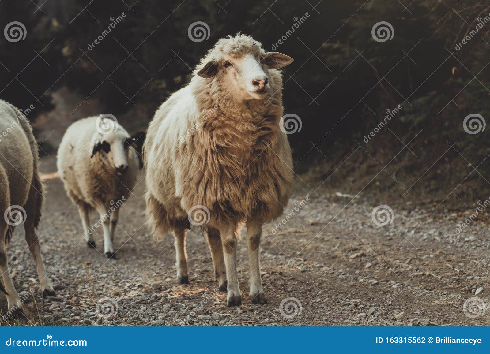 One Shaggy Sheep Royalty-Free Stock Photo | CartoonDealer.com #183240363