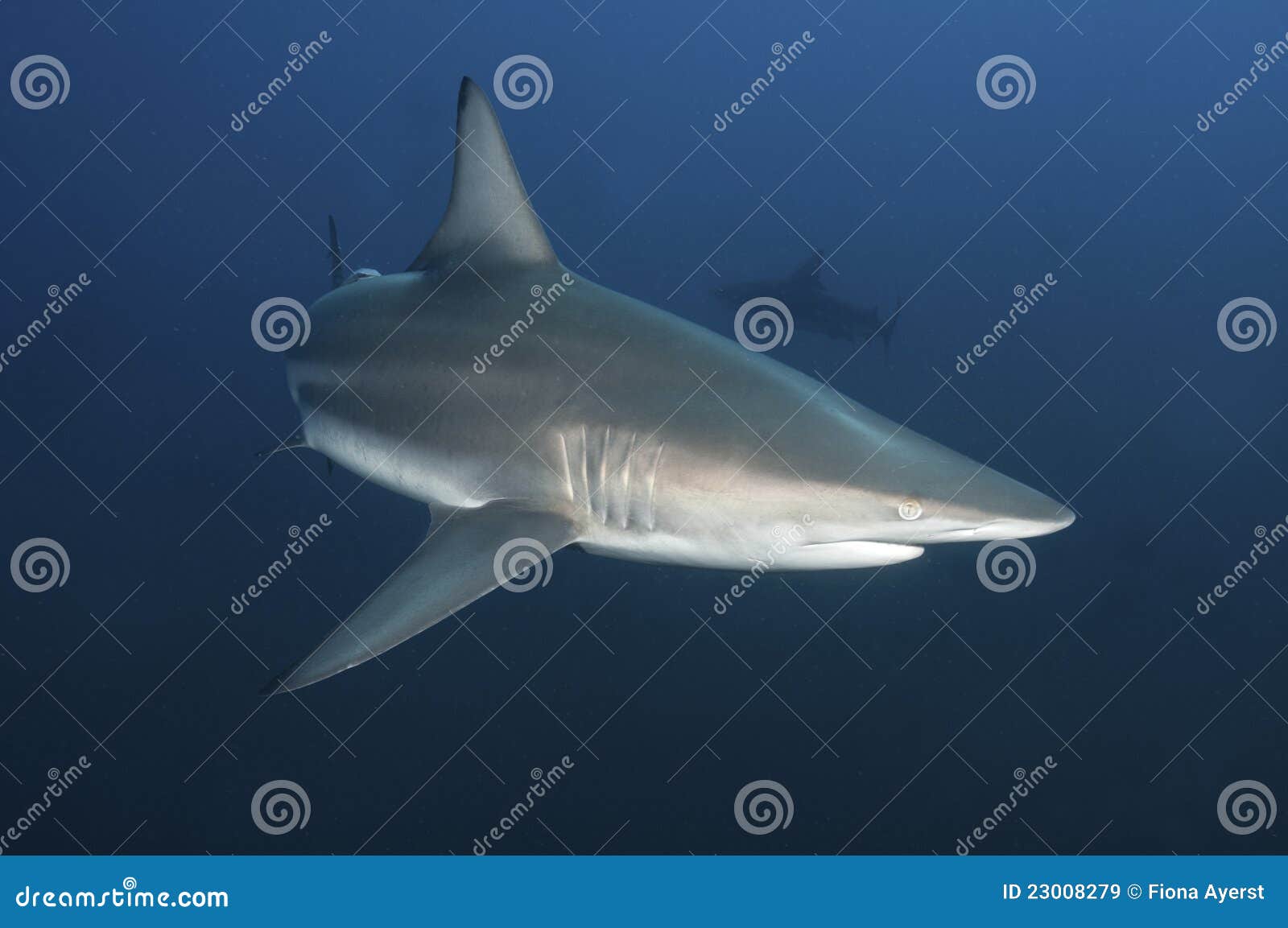 Curious shark stock image. Image of scottburgh, ocean - 23008279