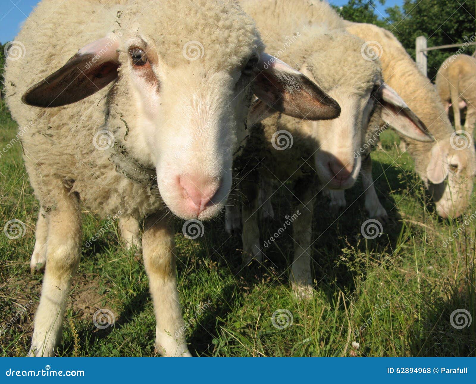 A Pair Of Sheep Of Sheep Look At The Camera In A Breeding Field In ...