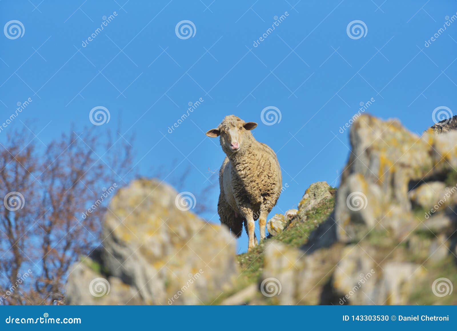 Curious Sheep Looking at Camera from Behind Mountain Rocks Stock Photo ...