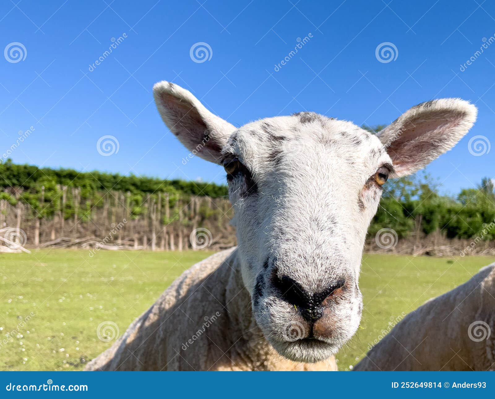 Curious Sheep Smelling the Camera Stock Photo - Image of farming, duck ...