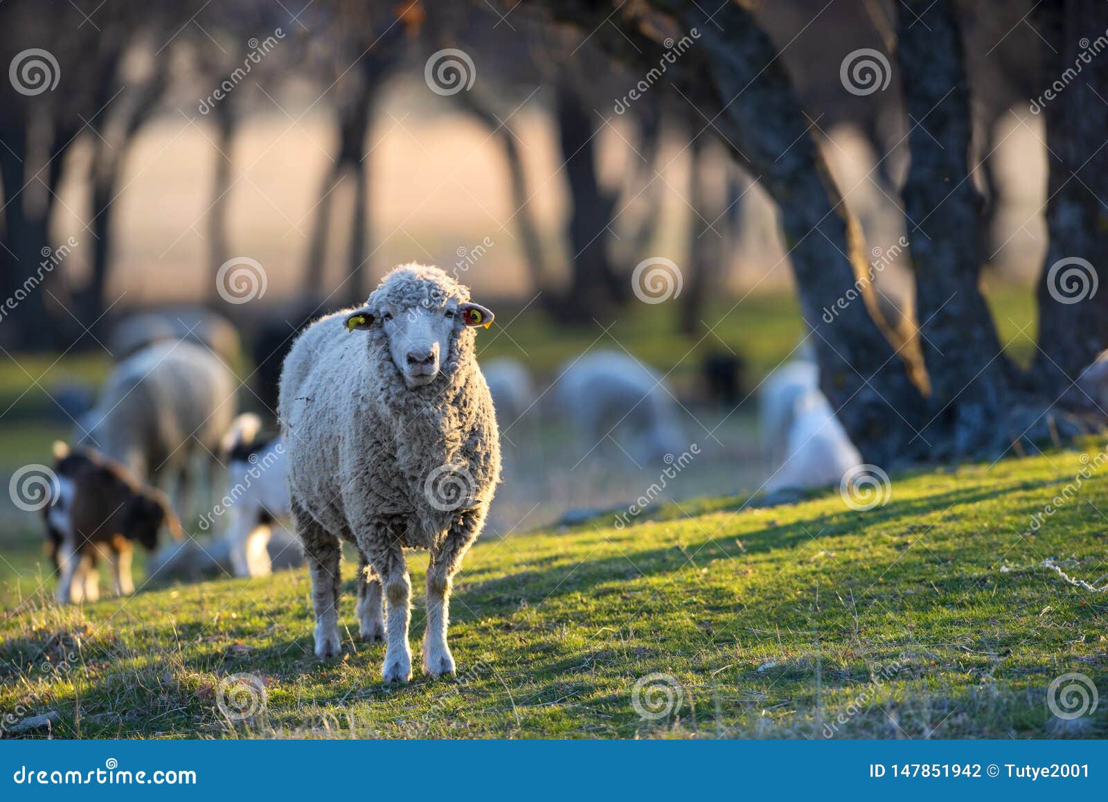 Curious Sheep Standing Alone on Meadow and Looking at Camera Stock ...