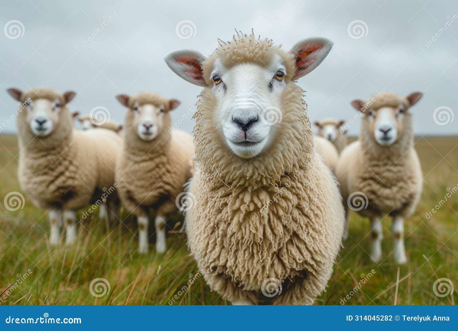 Curious Sheep Staring at the Camera in Field Stock Photo - Image of ...