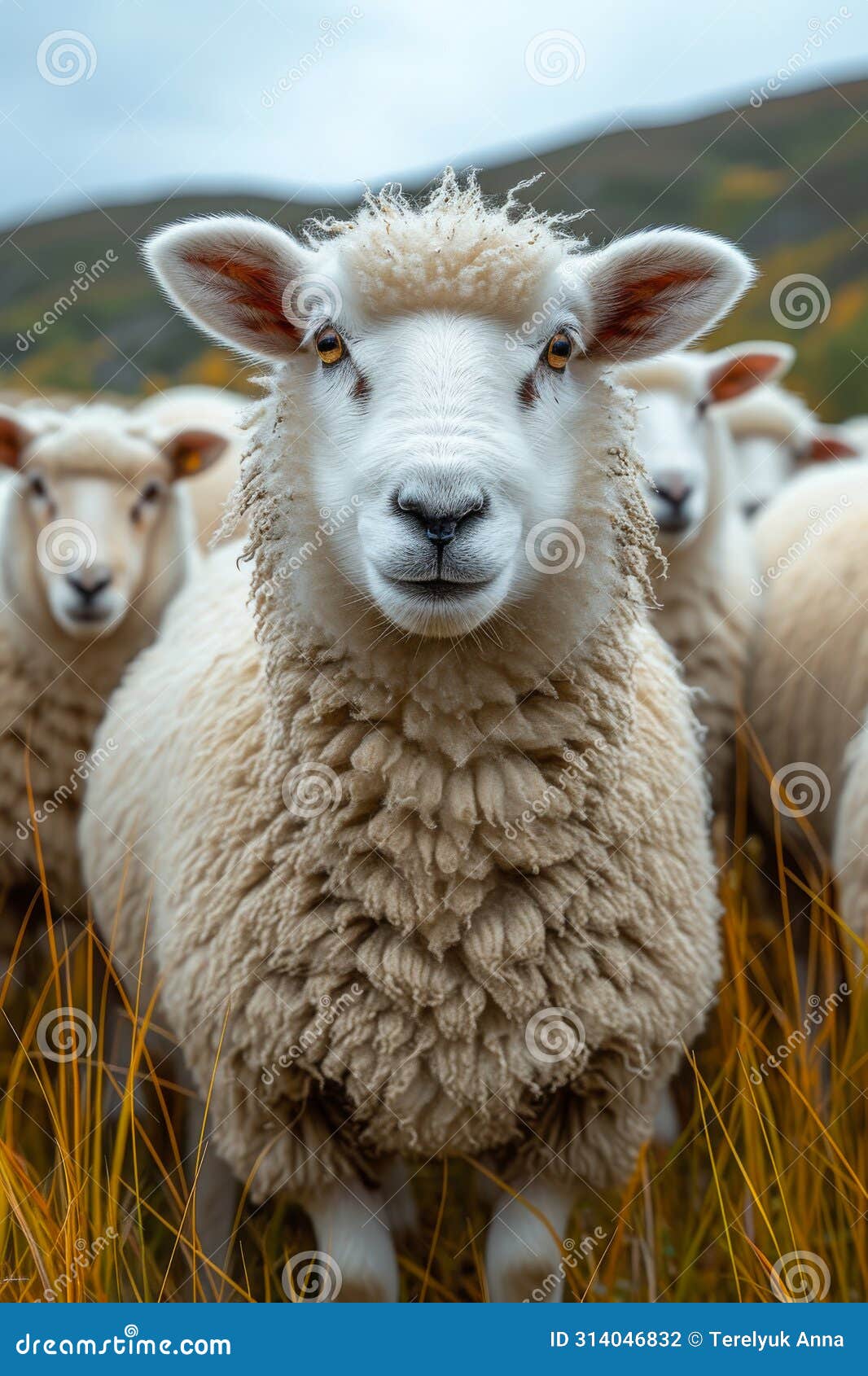 Curious Sheep Staring at the Camera in Field Stock Photo - Image of ...