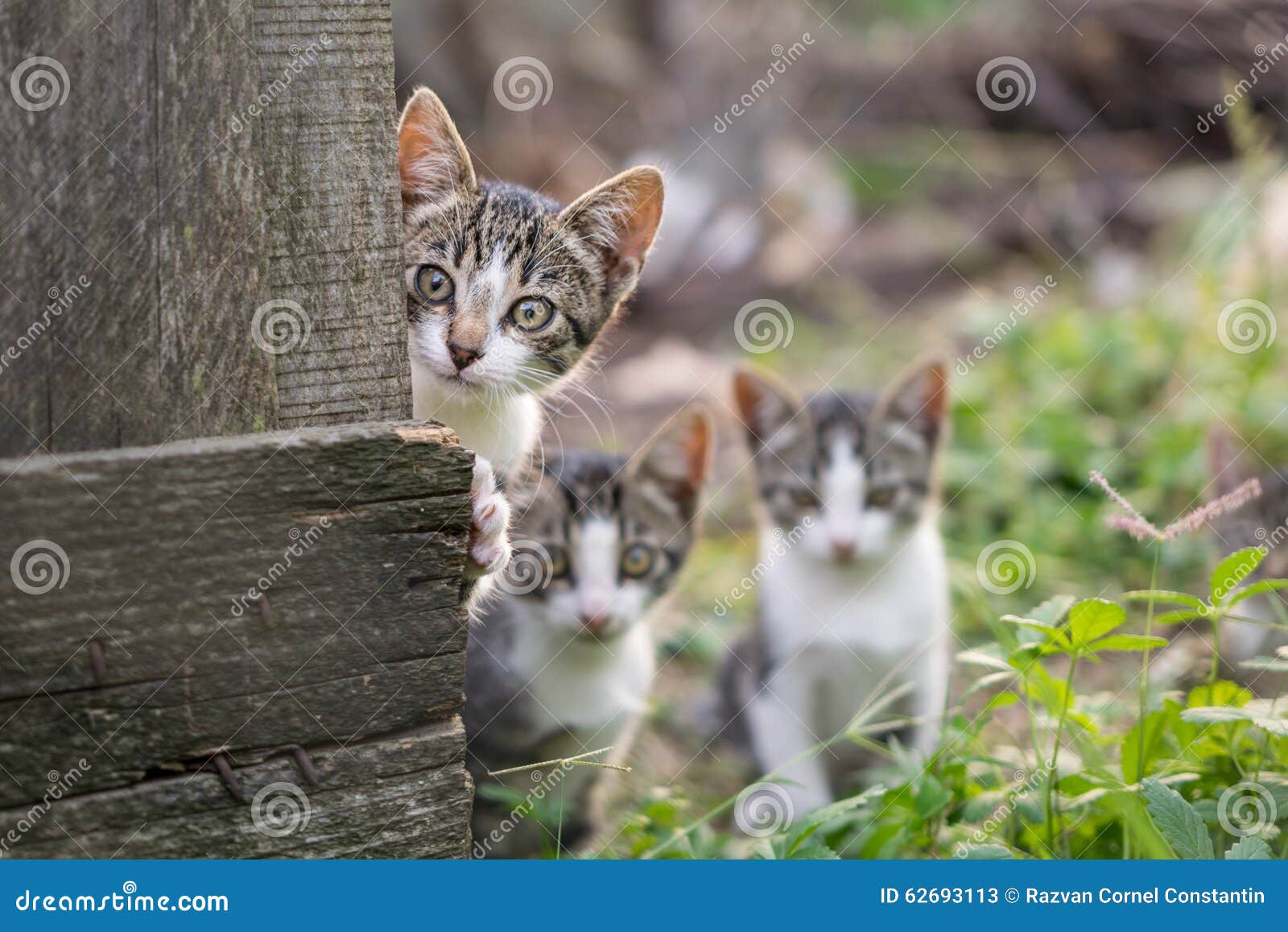 Curious but shy kittens stock image. Image of face, curious - 62693113