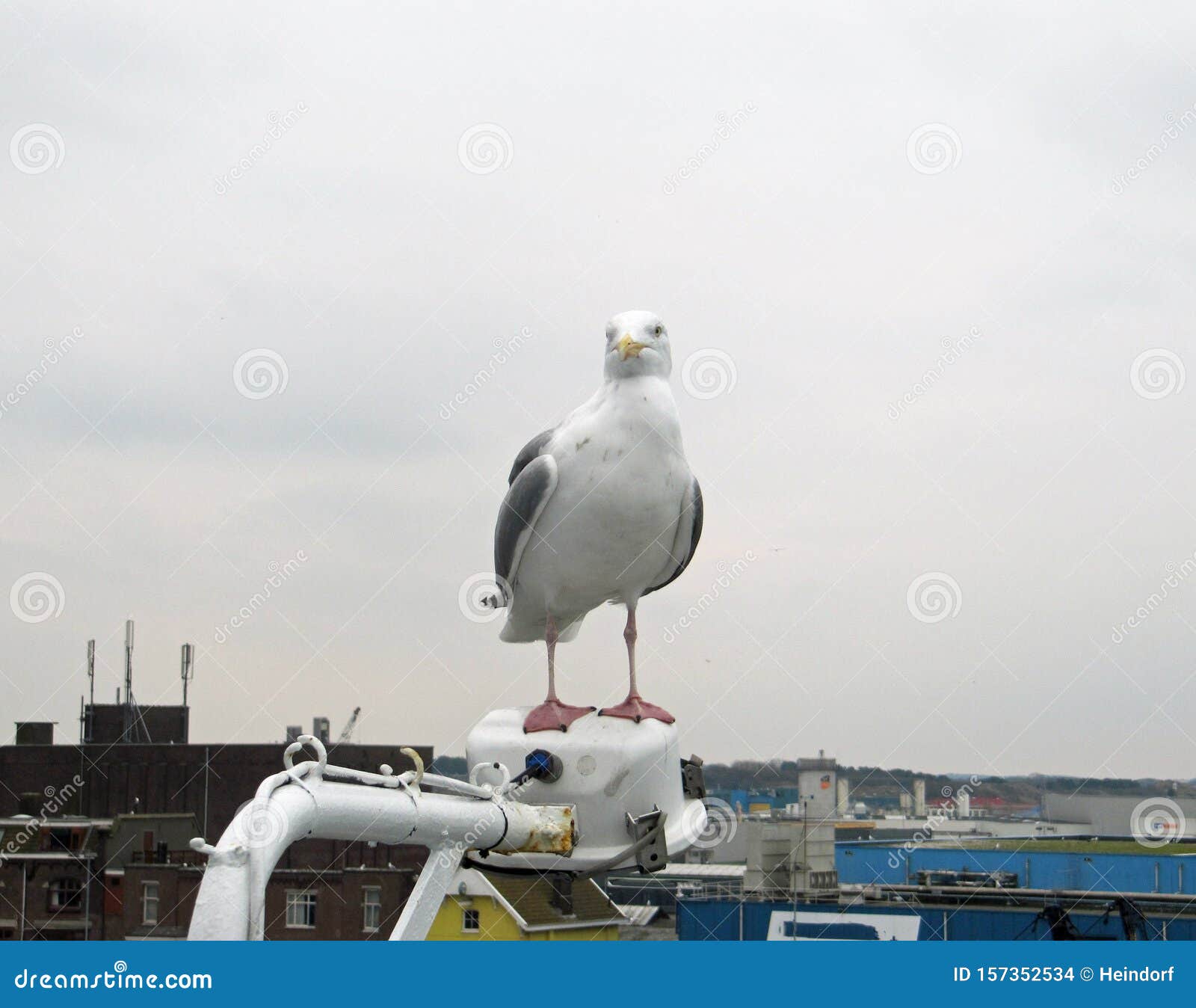 Gull And Ship At The Beach Royalty-Free Stock Photography ...