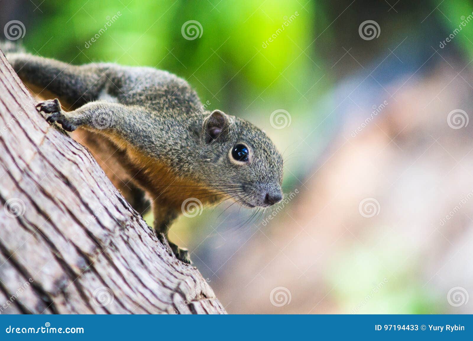 Curious Slender Squirrel Sitting on a Tree, Malaysia. Stock Image ...