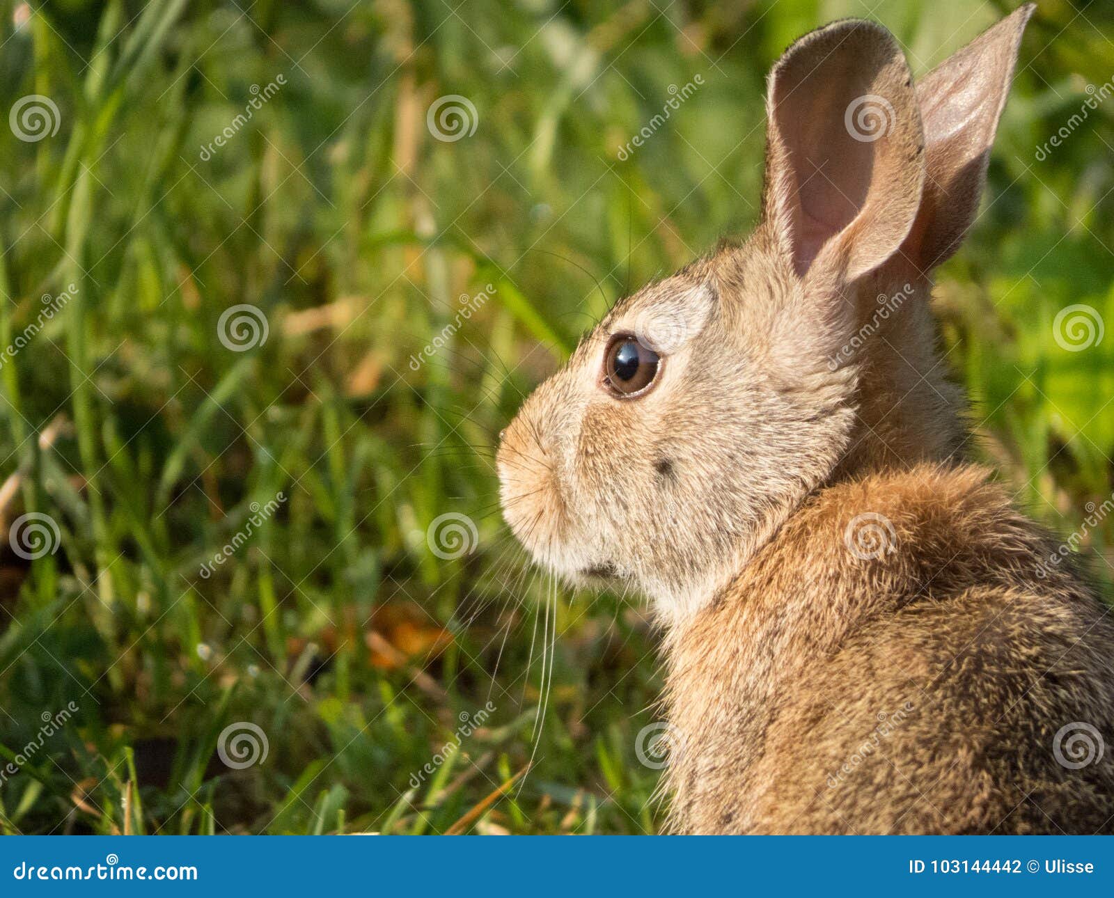 Curious rabbit stock photo. Image of rabbits, green - 103144442