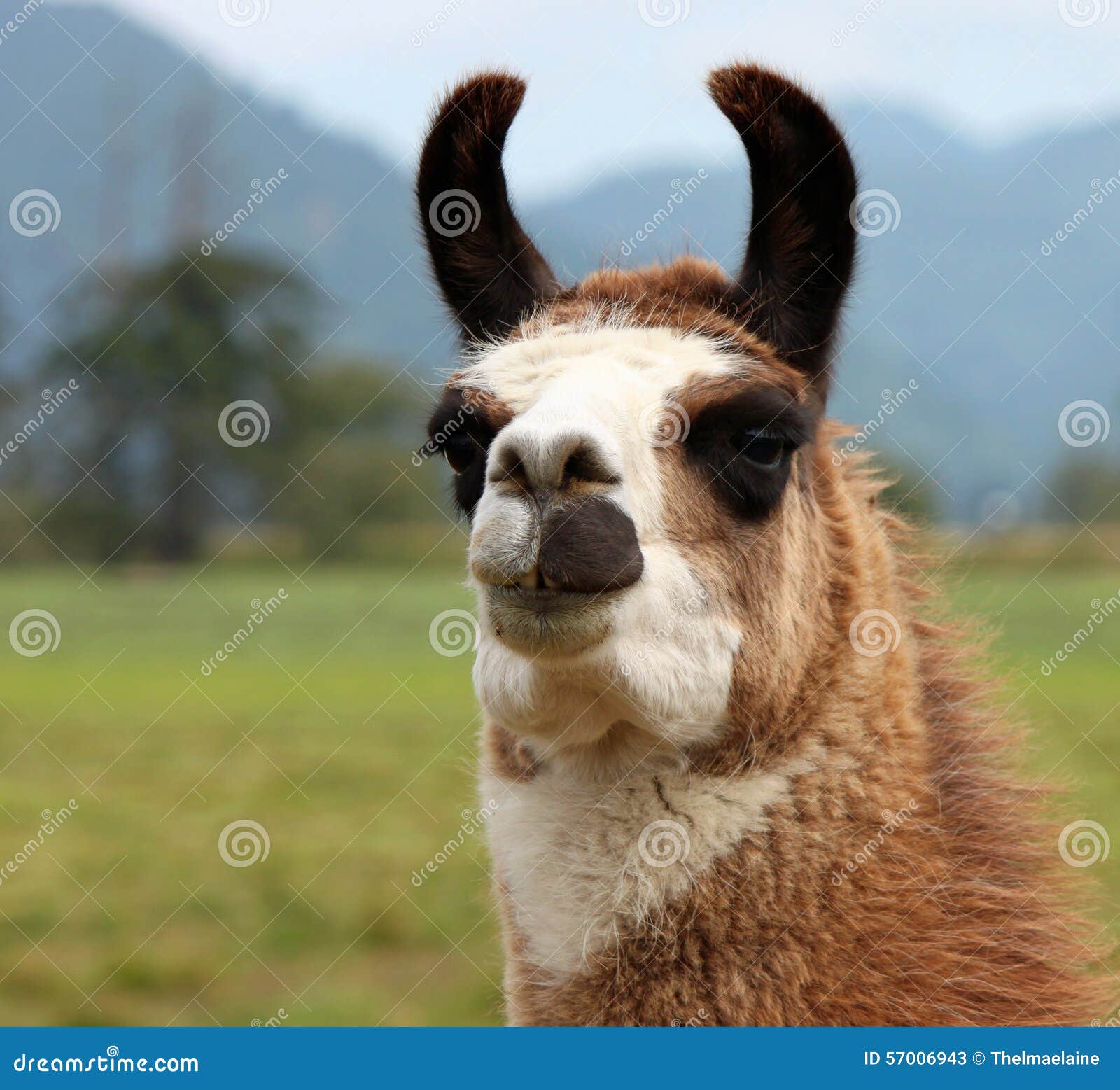 Curious Smiling Alpaca stock image. Image of camera, llama - 57006943