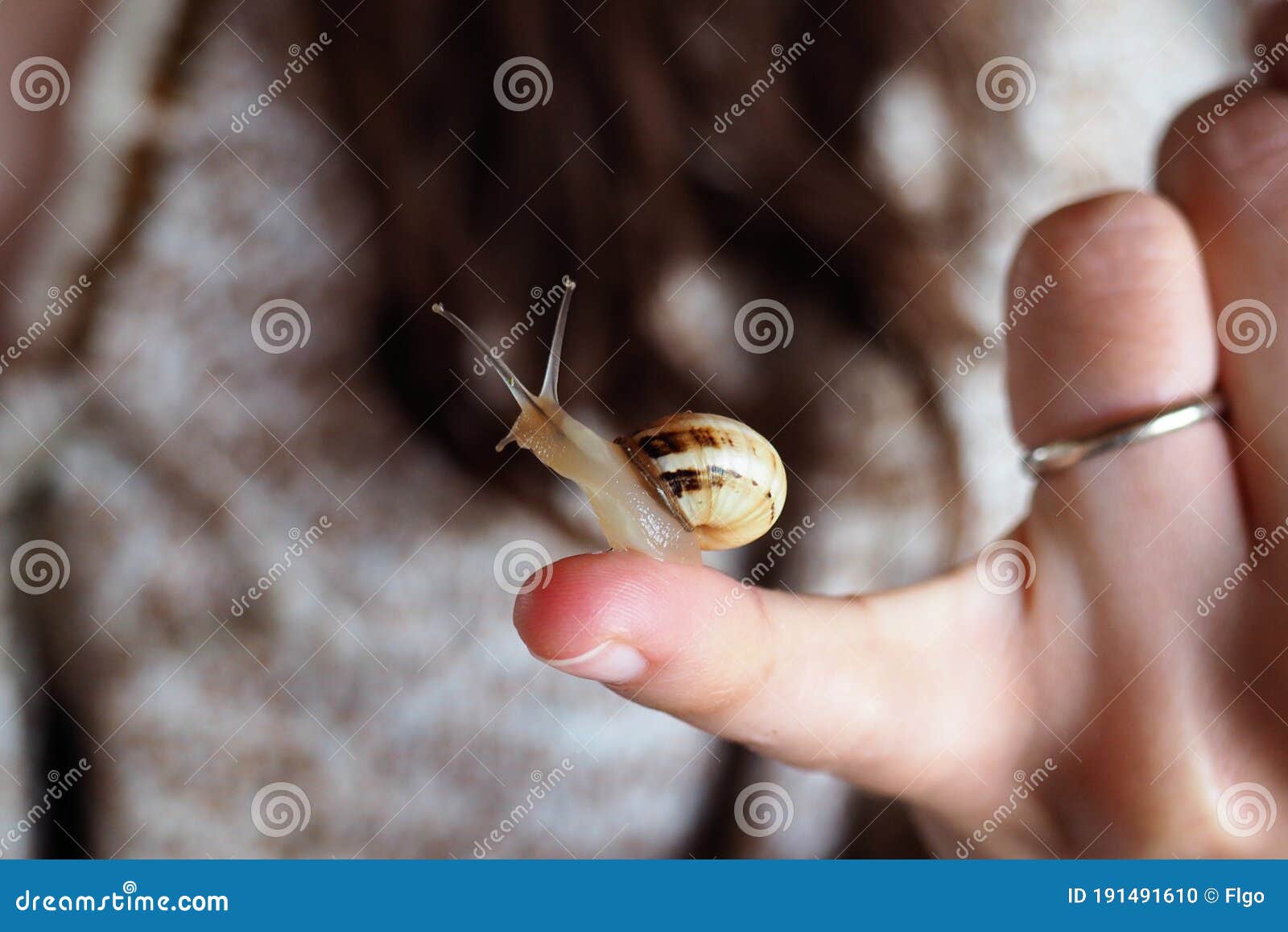 Curious snail on a finger stock photo. Image of human - 191491610