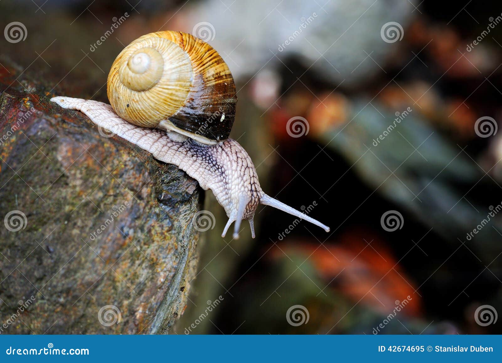 Curious snail on stone stock image. Image of macro, garden - 42674695