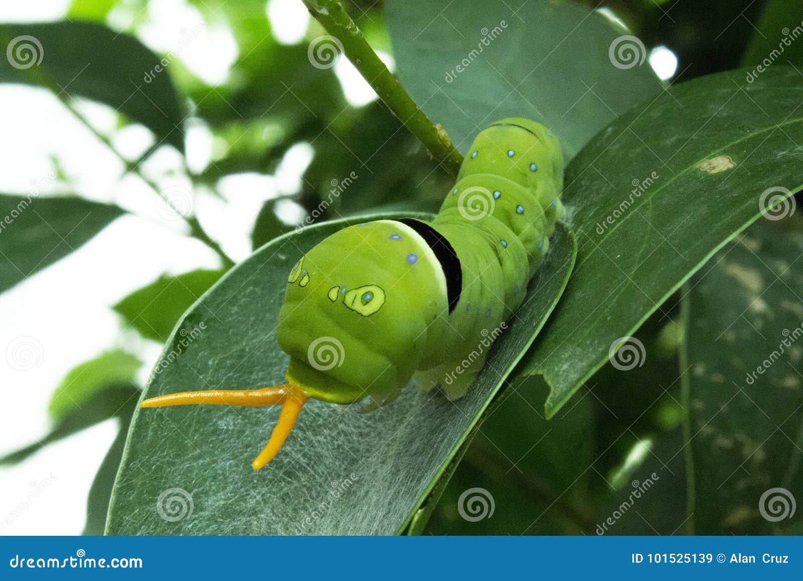Snake-caterpillar stock image. Image of micro, garden - 101525139