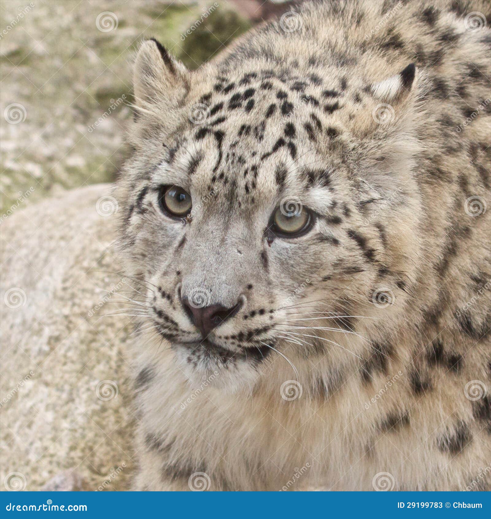 Curious Snow Leopard stock image. Image of camouflage - 29199783