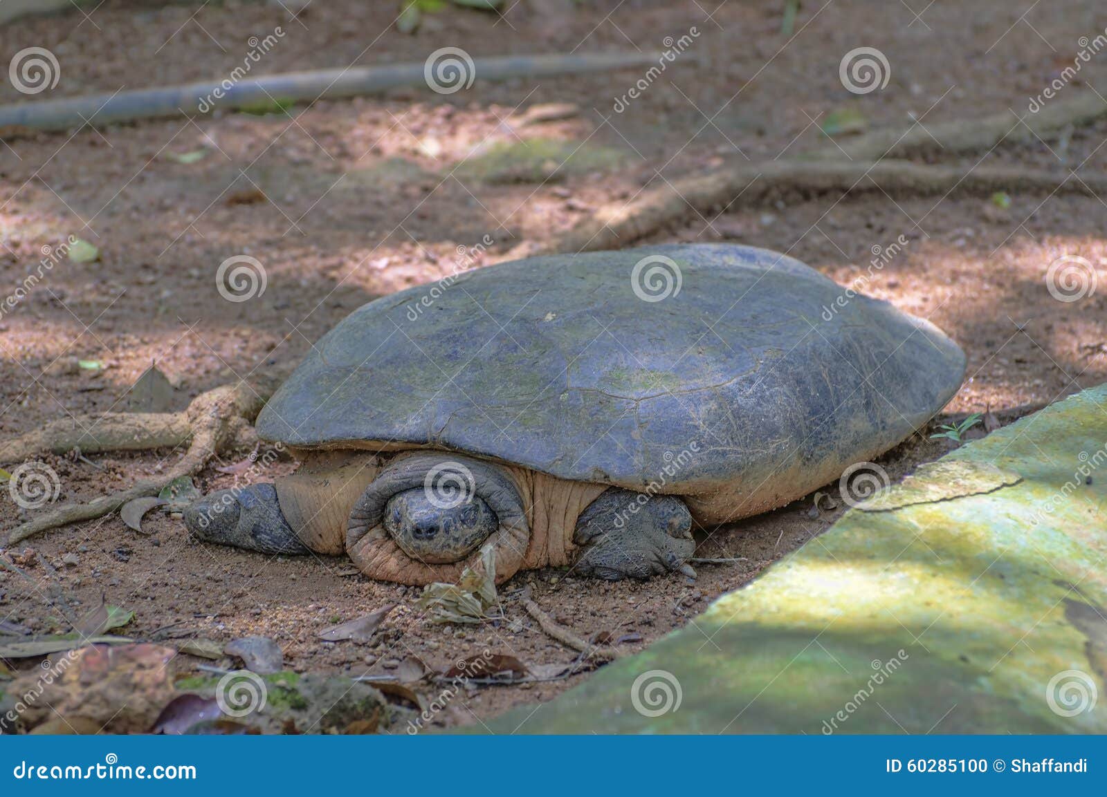 Curious Softshell Turtle stock photo. Image of neck, reptile - 60285100