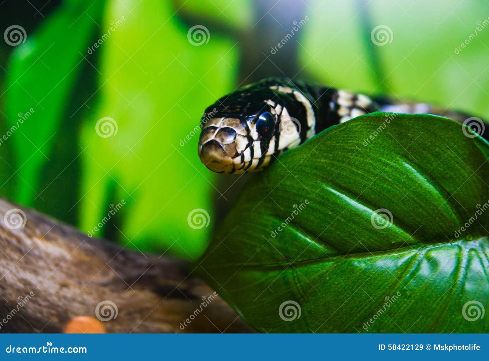 Curious Spotted Snake among the Leaves Stock Image - Image of leaves ...