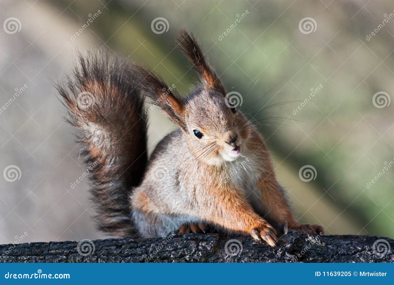 Curious squirrel stock image. Image of mammal, brown - 11639205