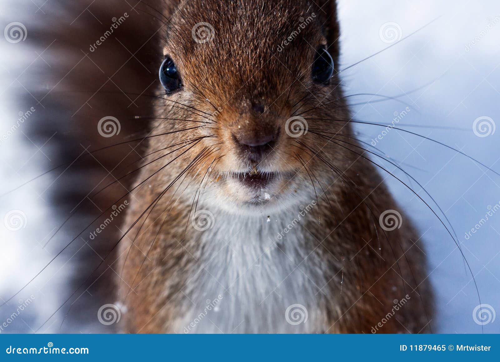 Curious squirrel stock image. Image of squirrel, forest - 11879465
