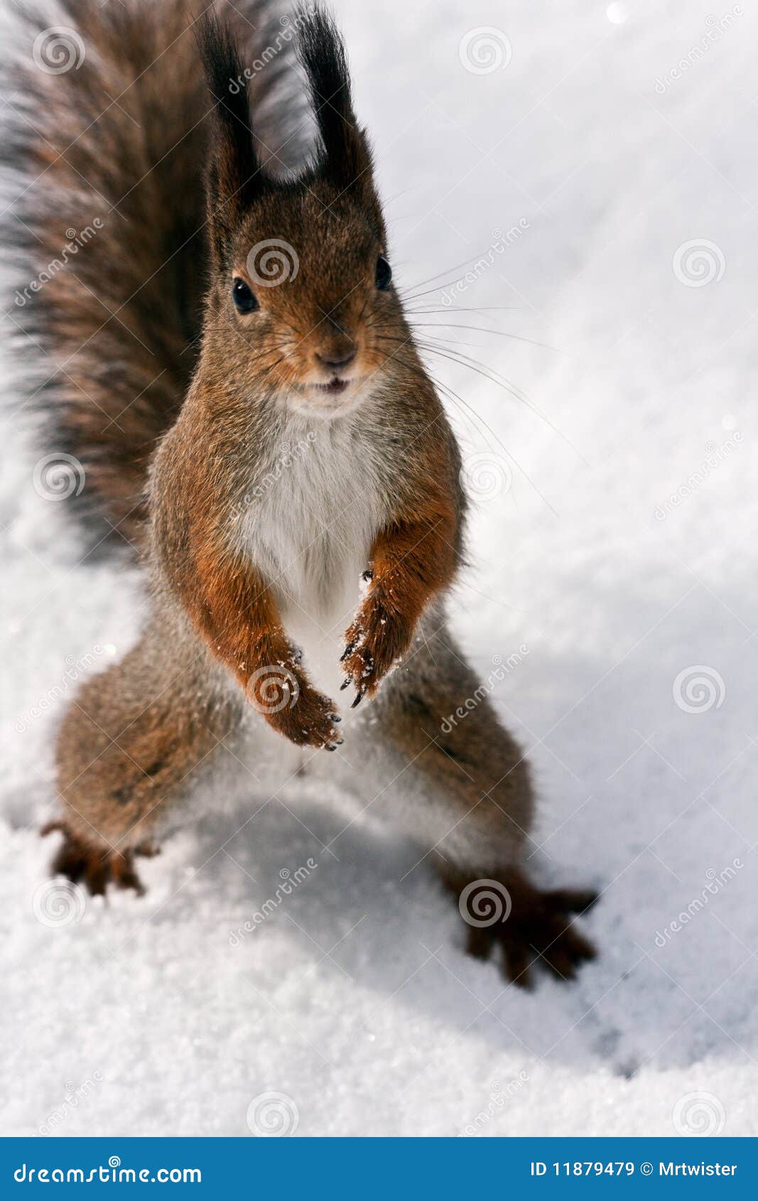 Curious squirrel stock image. Image of forest, preserve - 11879479