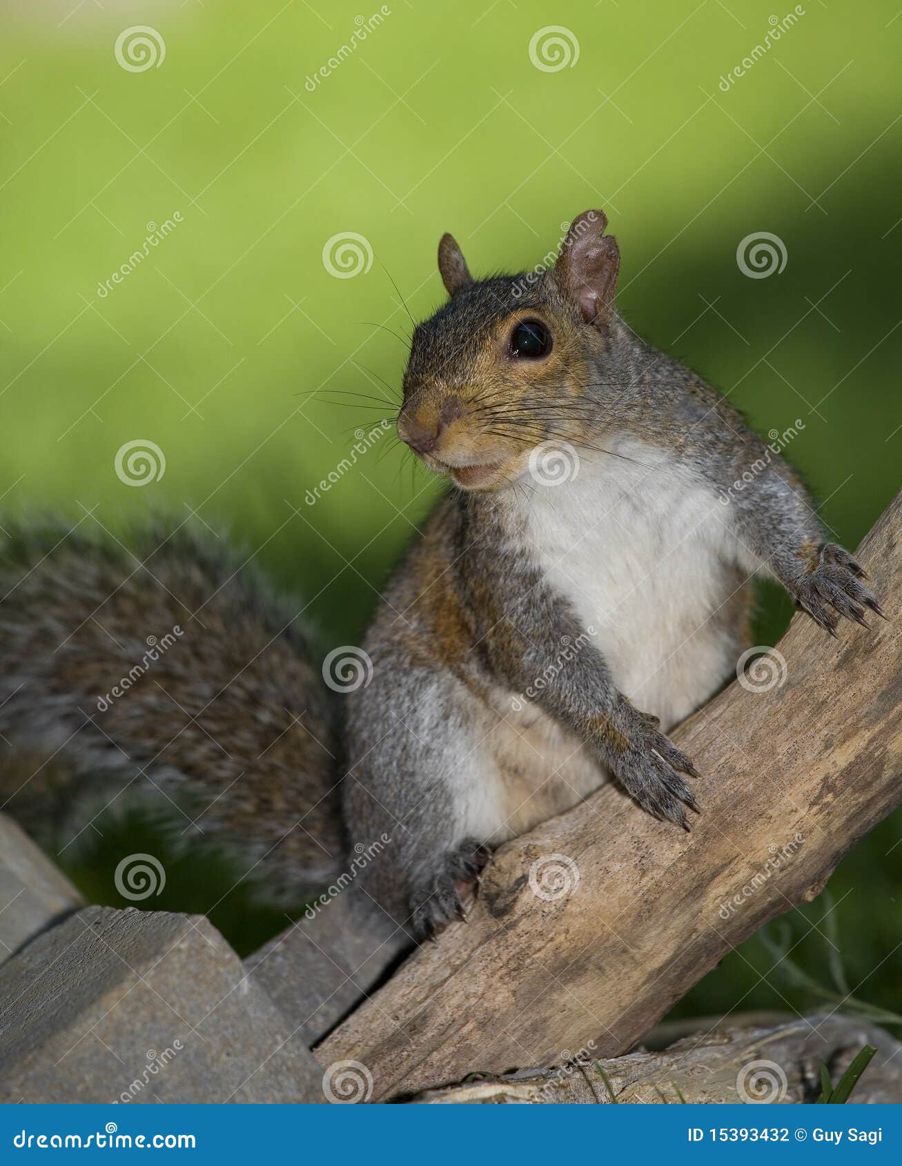 Curious squirrel stock photo. Image of green, rodent - 15393432