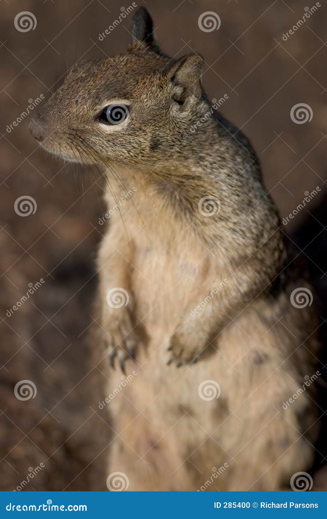 Curious Squirrel stock photo. Image of nature, mammal, wild - 285400