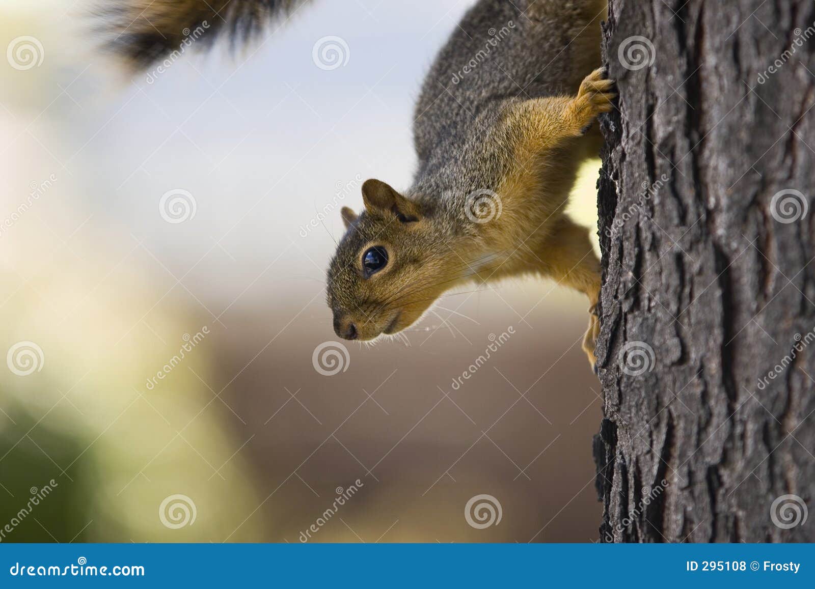 Curious squirrel stock photo. Image of curious, nature - 295108