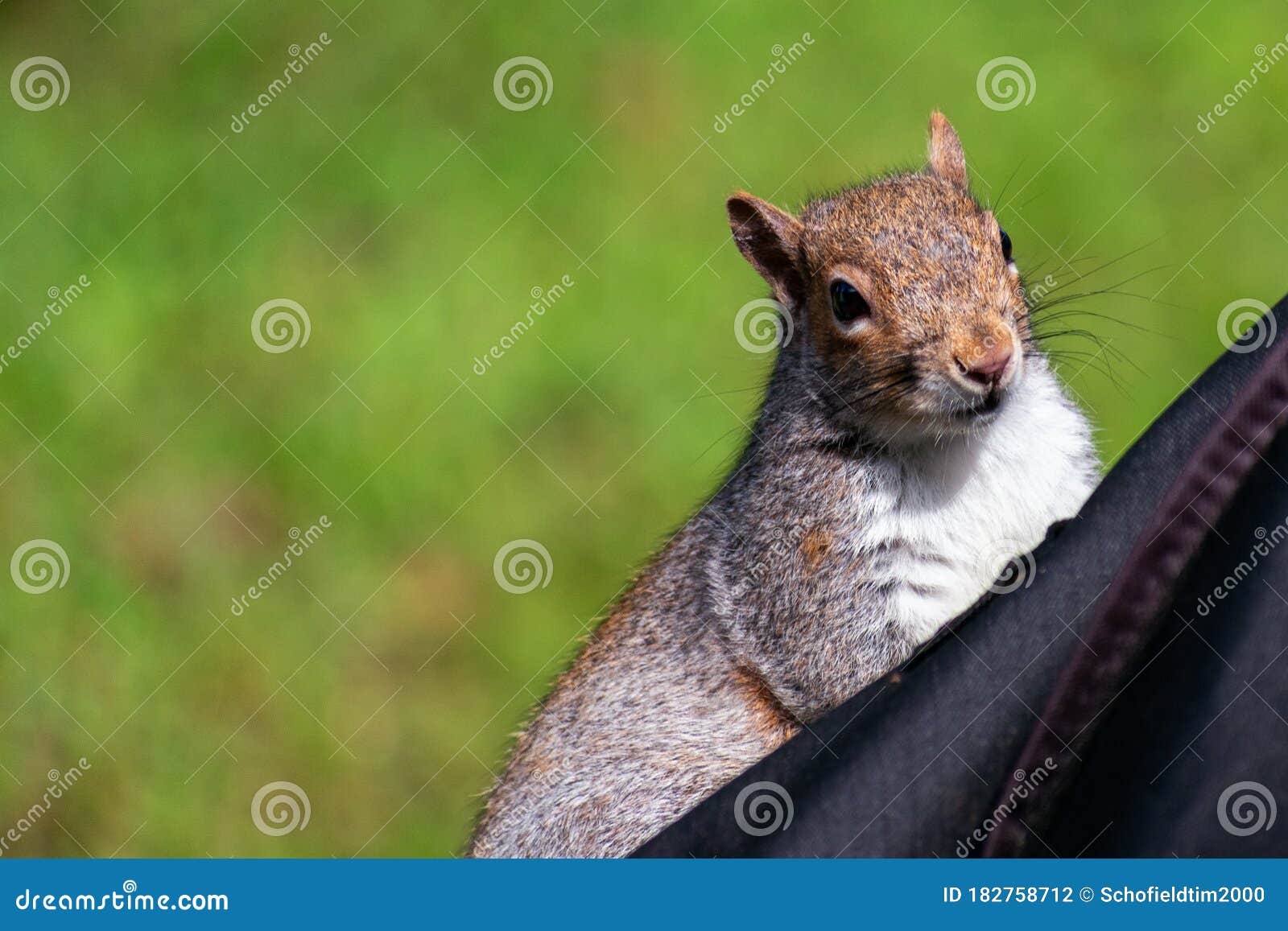 Curious Squirrel in Backyard Stock Photo - Image of adorable ...