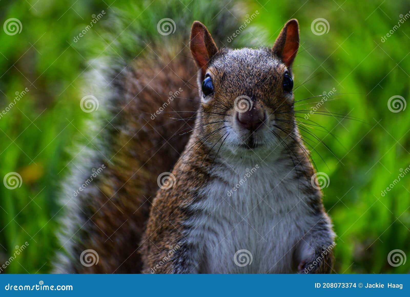 Squirrel : ` Hello Do You Have Nuts ? ` Stock Photography ...