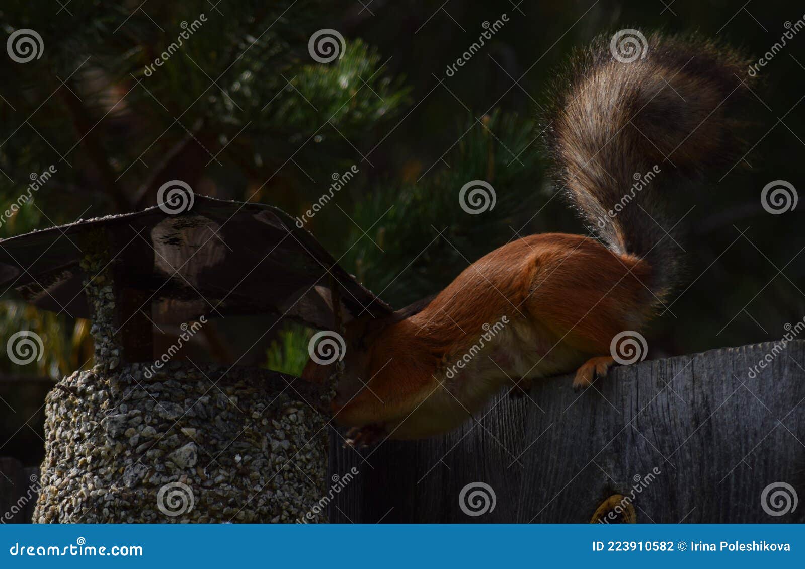 Curious Squirrel and the Chimney Stock Photo - Image of nature, rodent ...