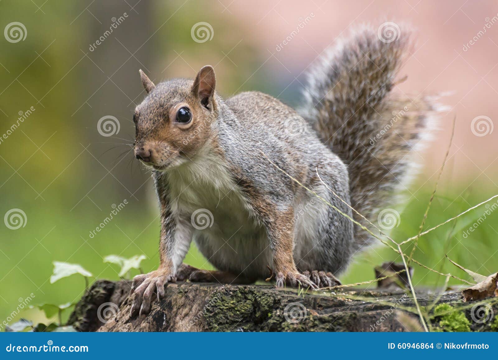 Curious squirrel stock photo. Image of photographer, ground - 60946864