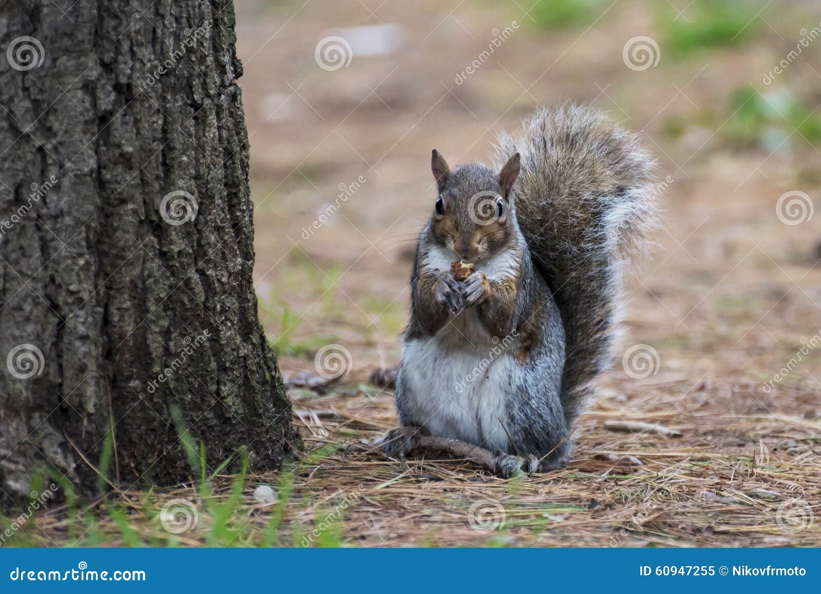 Curious squirrel stock image. Image of nature, posing - 60947255