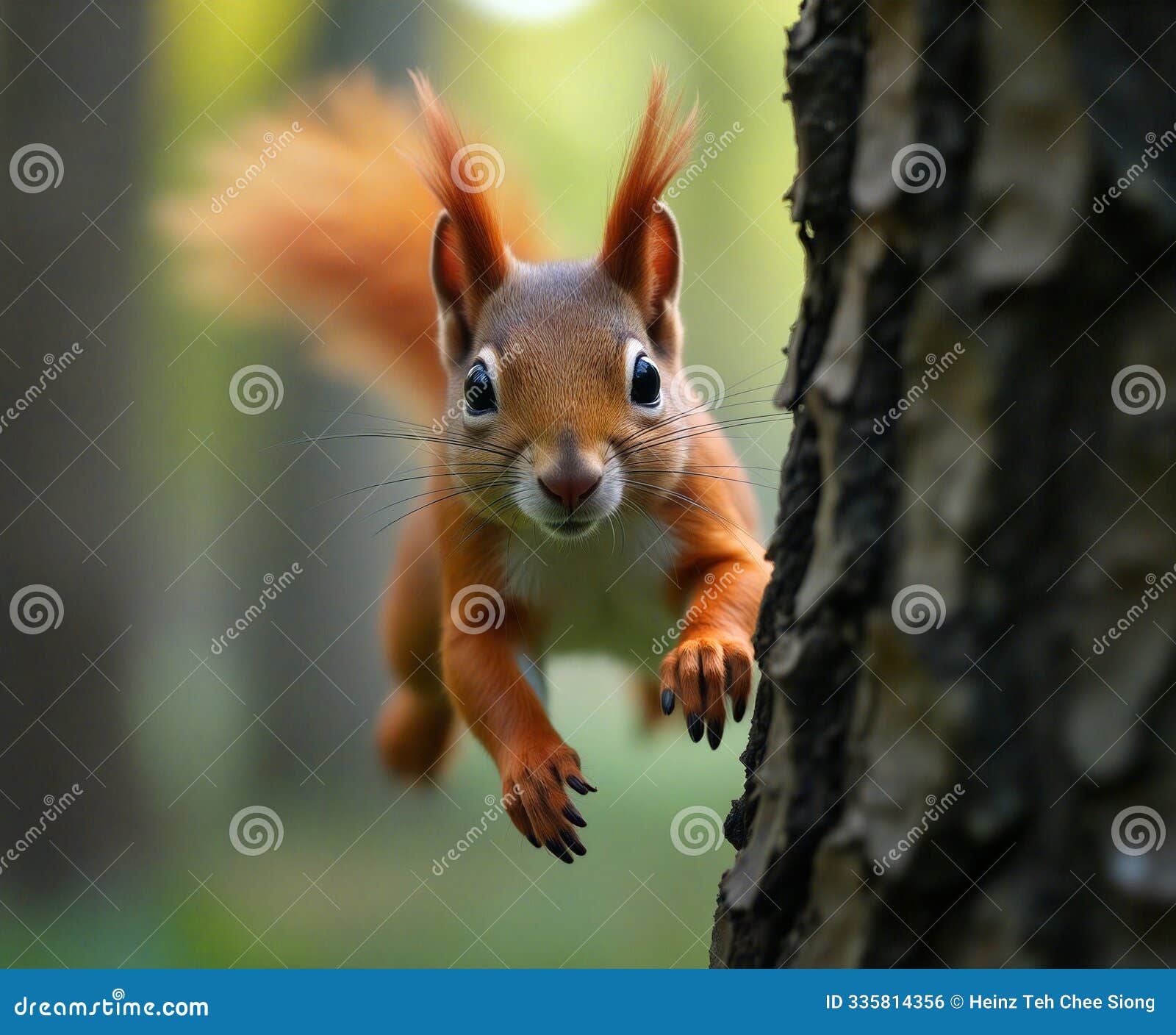 Curious Squirrel Jumping from Tree in the Forest Stock Illustration ...