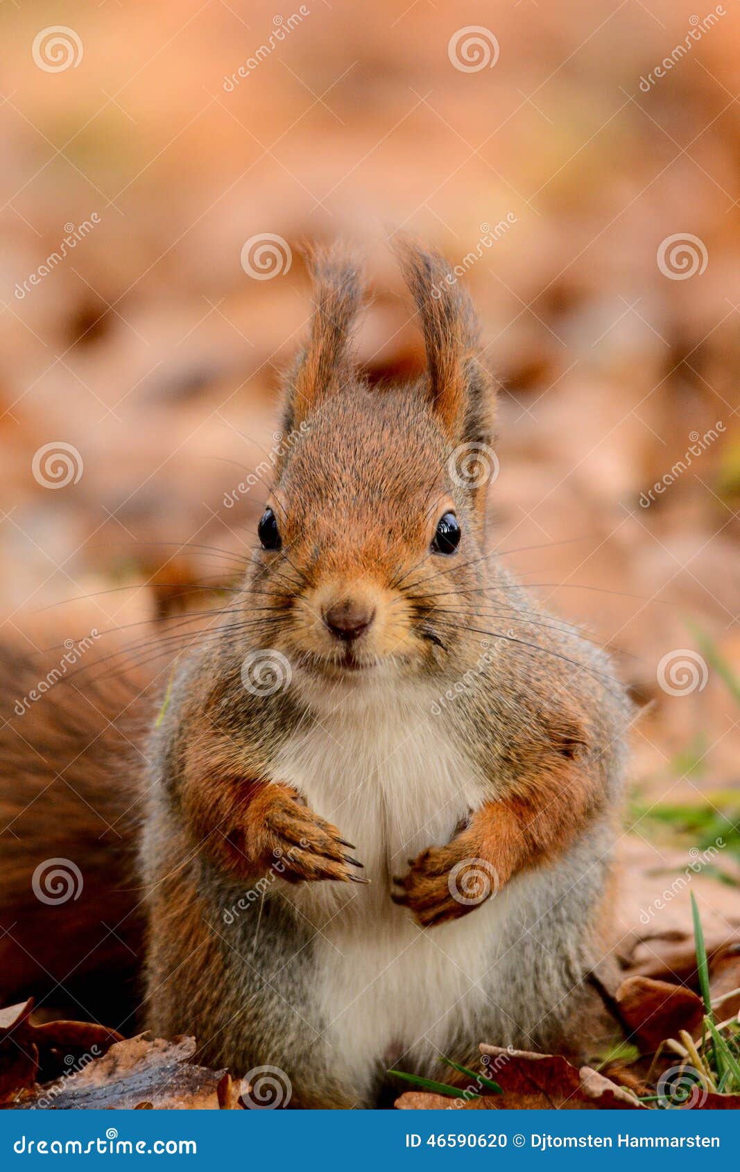 Curious Squirrel Stock Photography | CartoonDealer.com #46590620