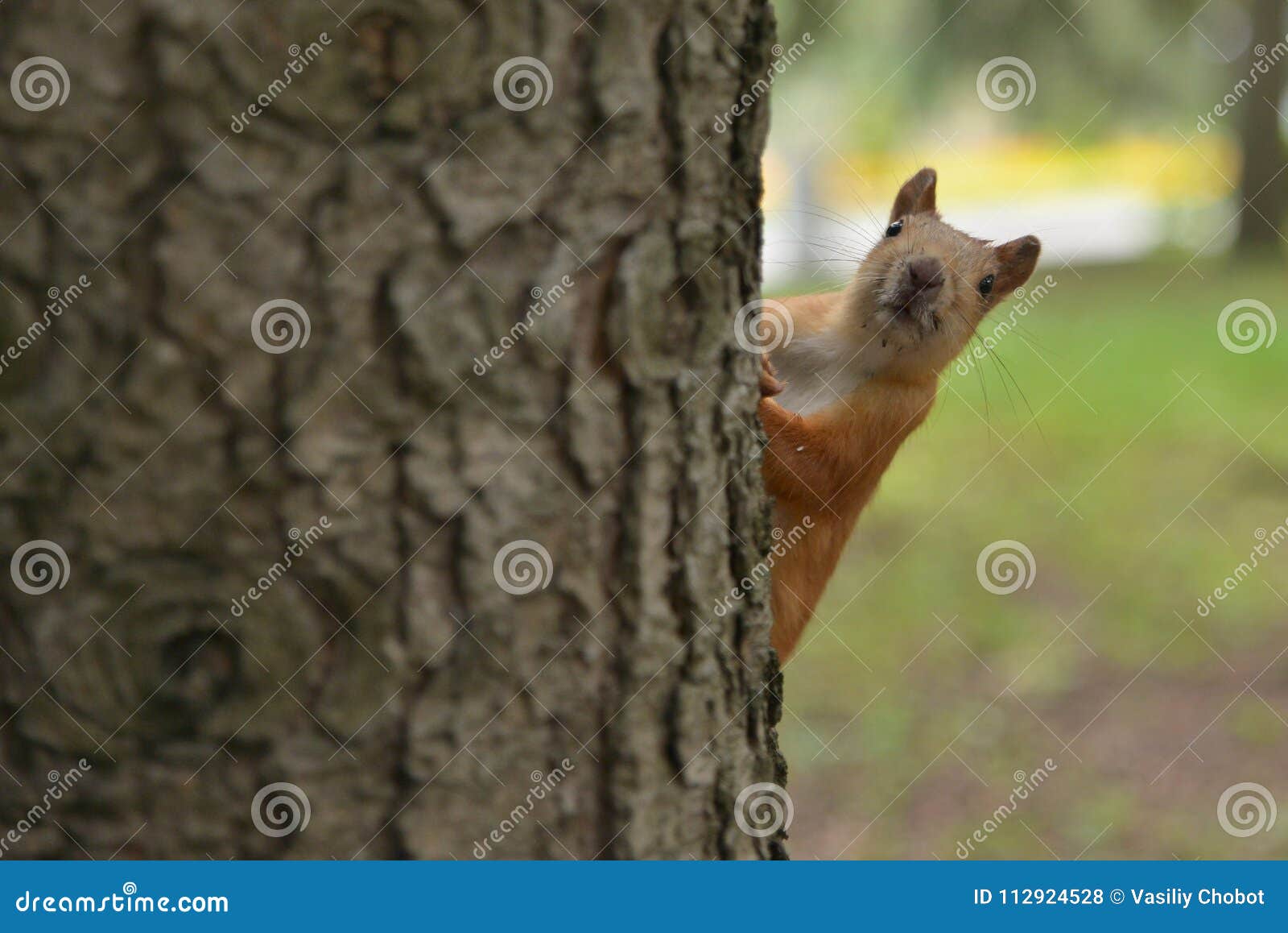 Curious Squirrel Looking Out of Tree in Park Stock Photo - Image of ...
