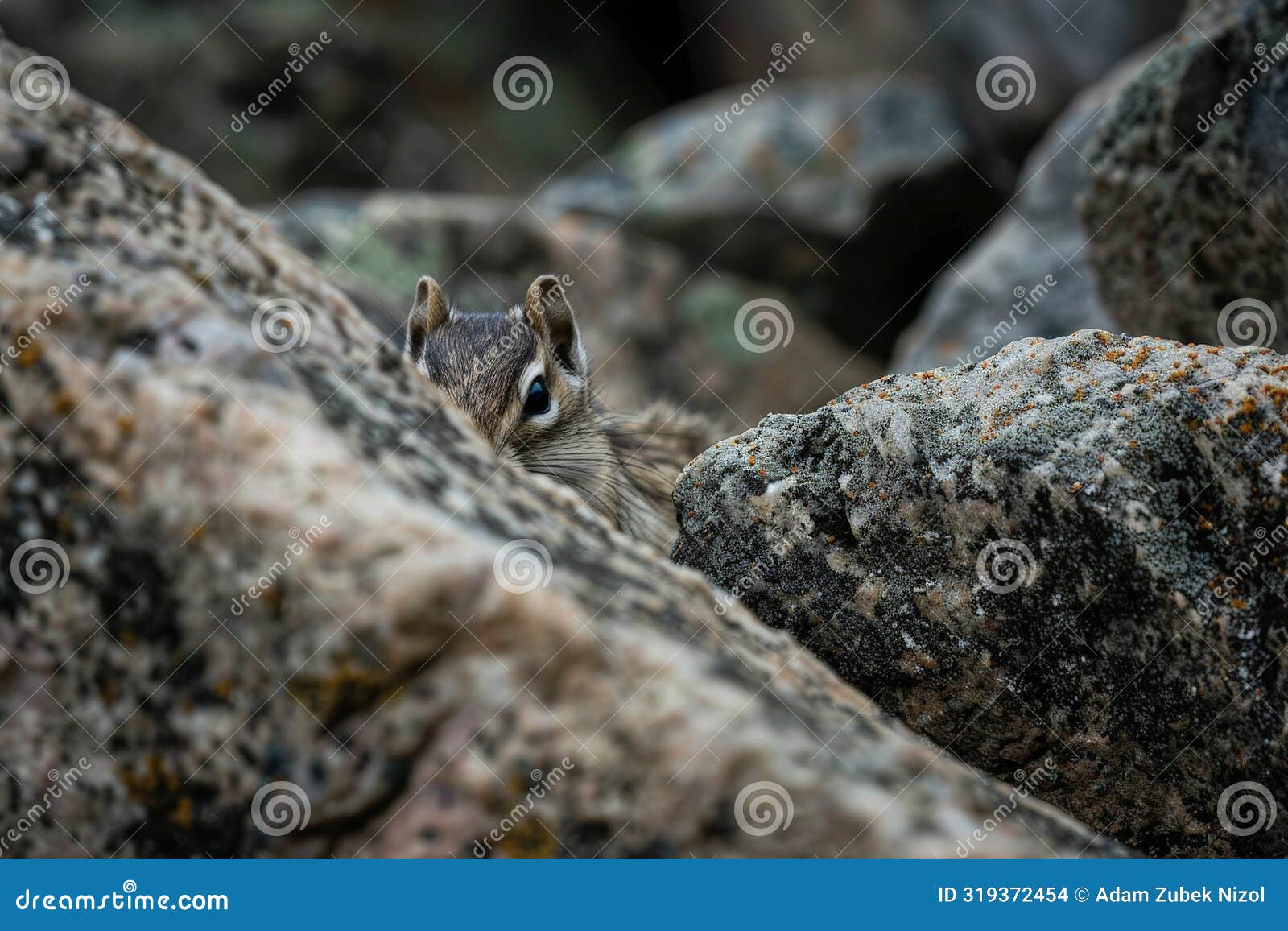 Curious Squirrel Peeking Out from Behind Rocks Stock Illustration ...