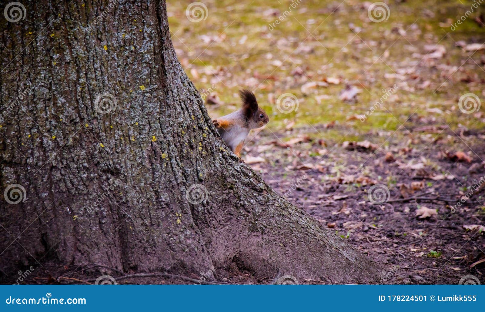 The Red Squirrel Peeks Out From Behind A Tree Stock Image ...