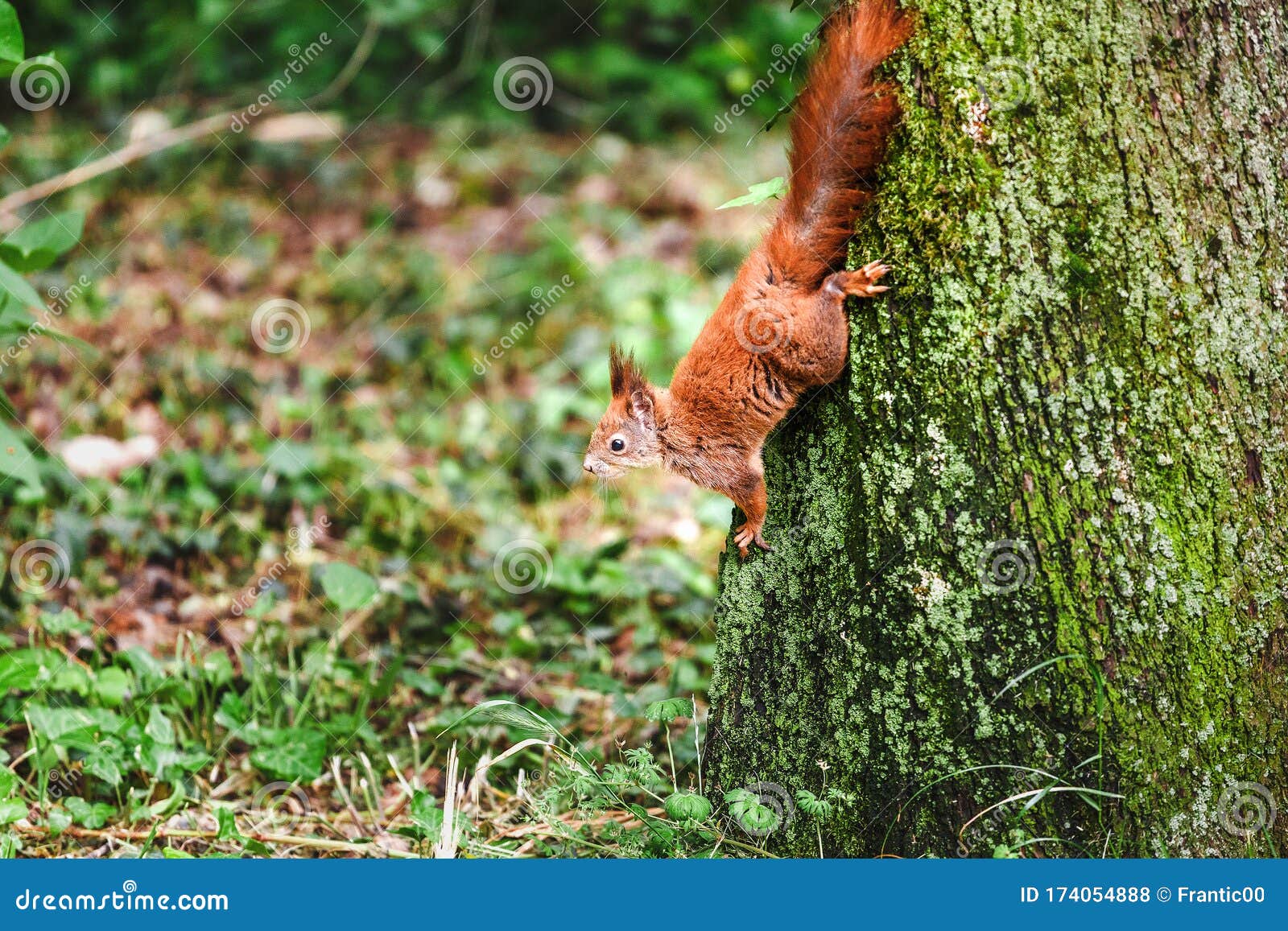 Squirrel in the Summer Park Stock Photo - Image of fluffy, beauty ...