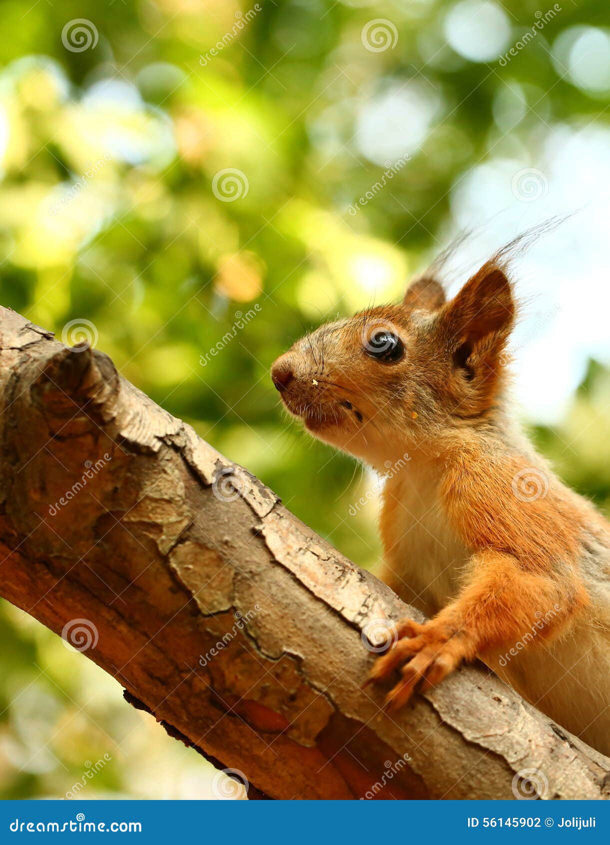 Curious squirrel stock photo. Image of feeding, happy - 56145902