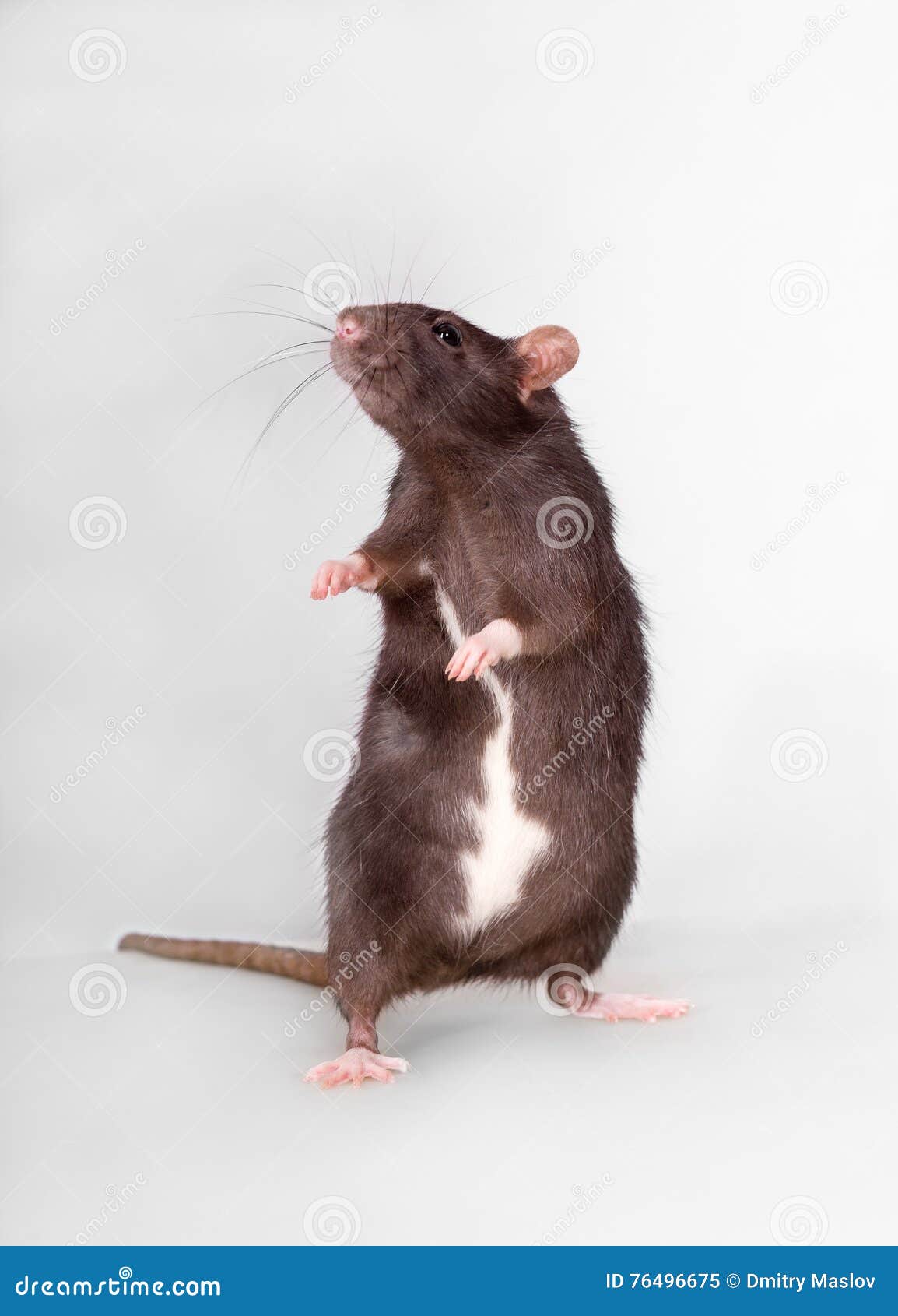Curious Standing Domestic Rat Stock Image - Image of standing, pets ...