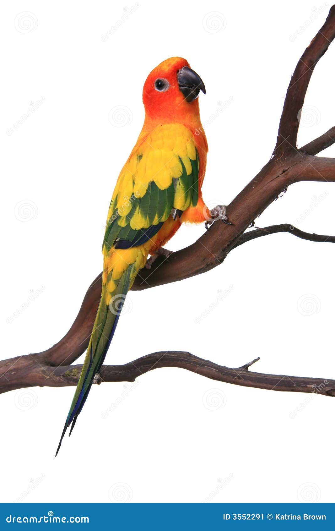 Curious Sun Conure Bird stock image. Image of beak, avian - 3552291