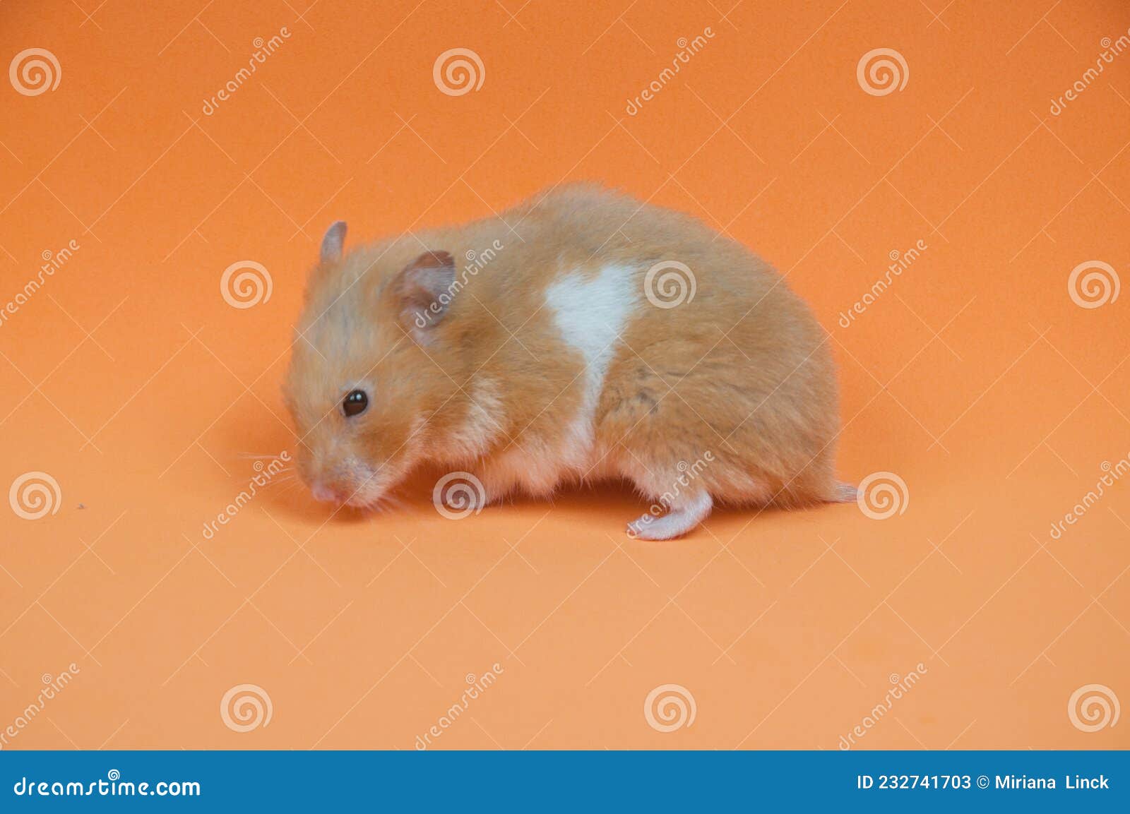 Curious Syrian Hamster Leaning On Hind Legs Stock Photography ...
