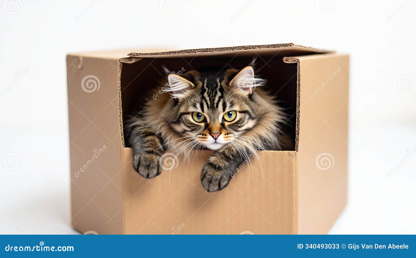 Curious Tabby Cat In Cardboard Box Royalty-Free Stock Photography ...