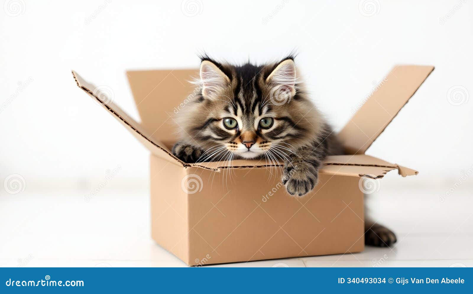 Curious Tabby Cat In Cardboard Box Stock Photo | CartoonDealer.com ...