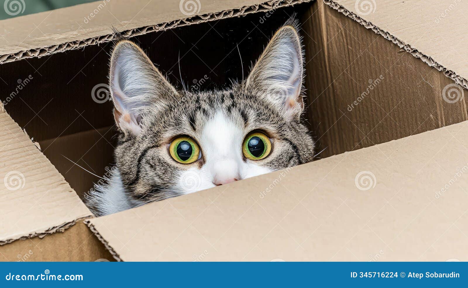 Curious Tabby Cat Peeking from Cardboard Box Stock Photo - Image of ...