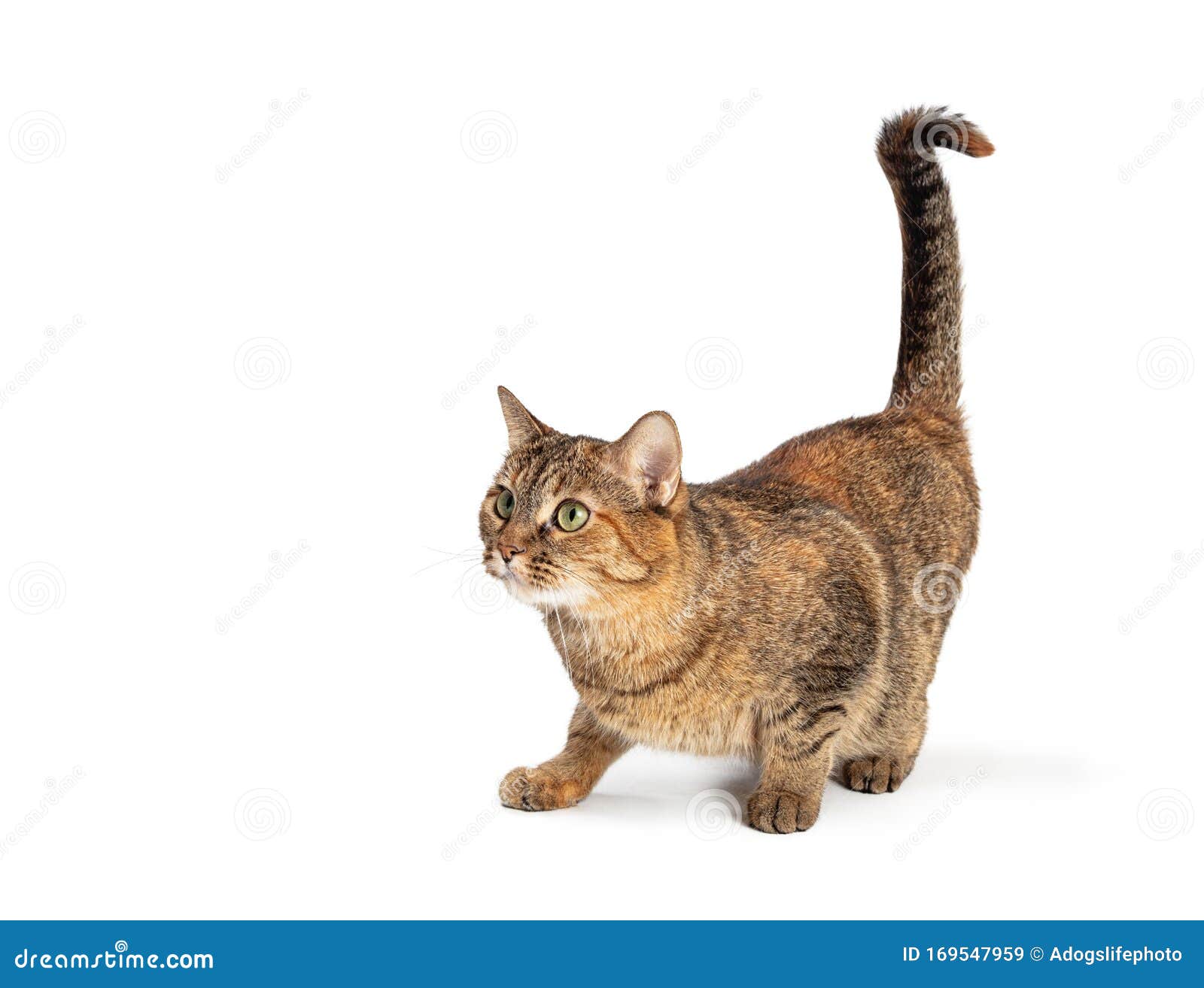 Curious Tabby Cat Side View Tail Up Stock Image - Image of feline ...