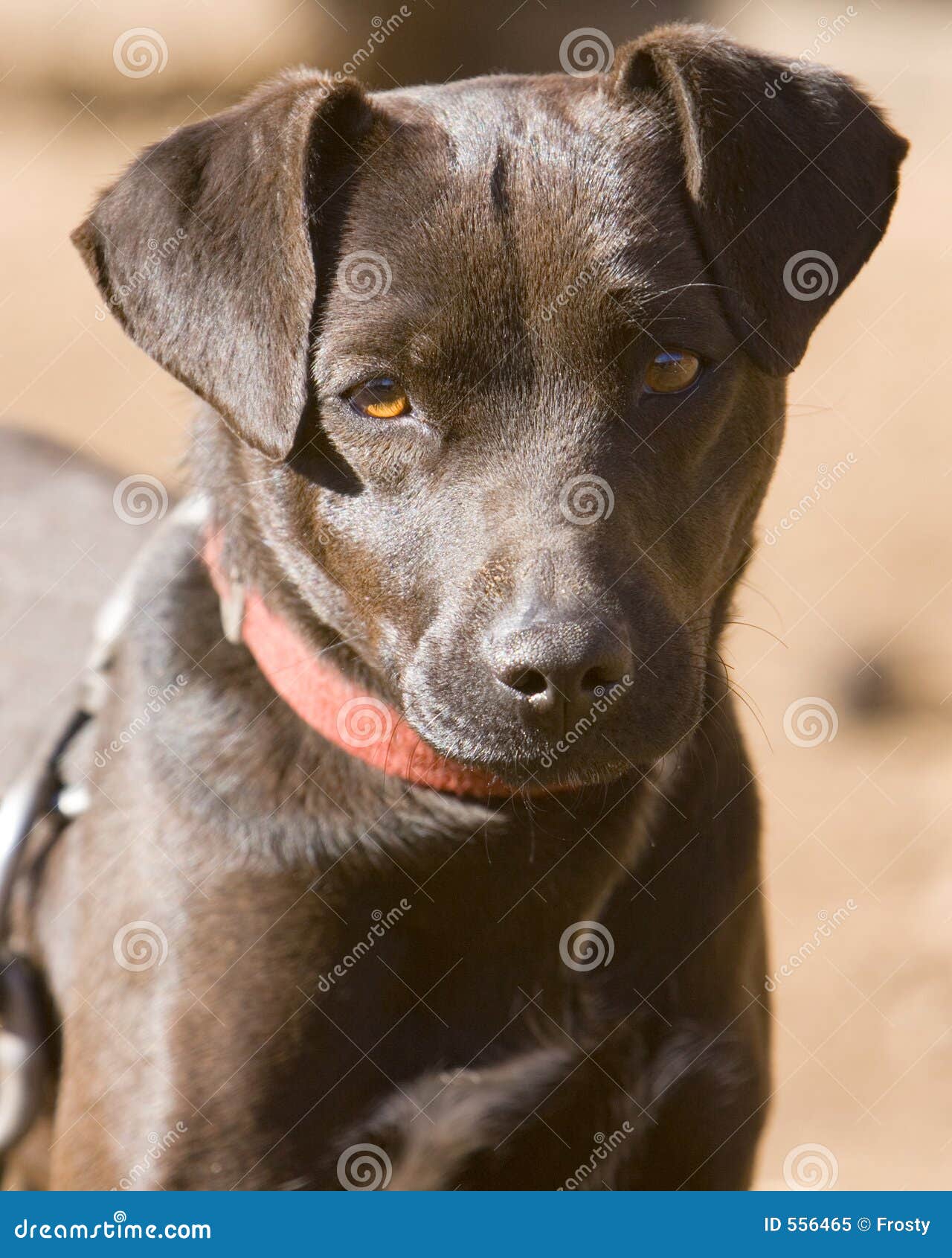 Curious Terrier stock image. Image of outdoors, collar - 556465