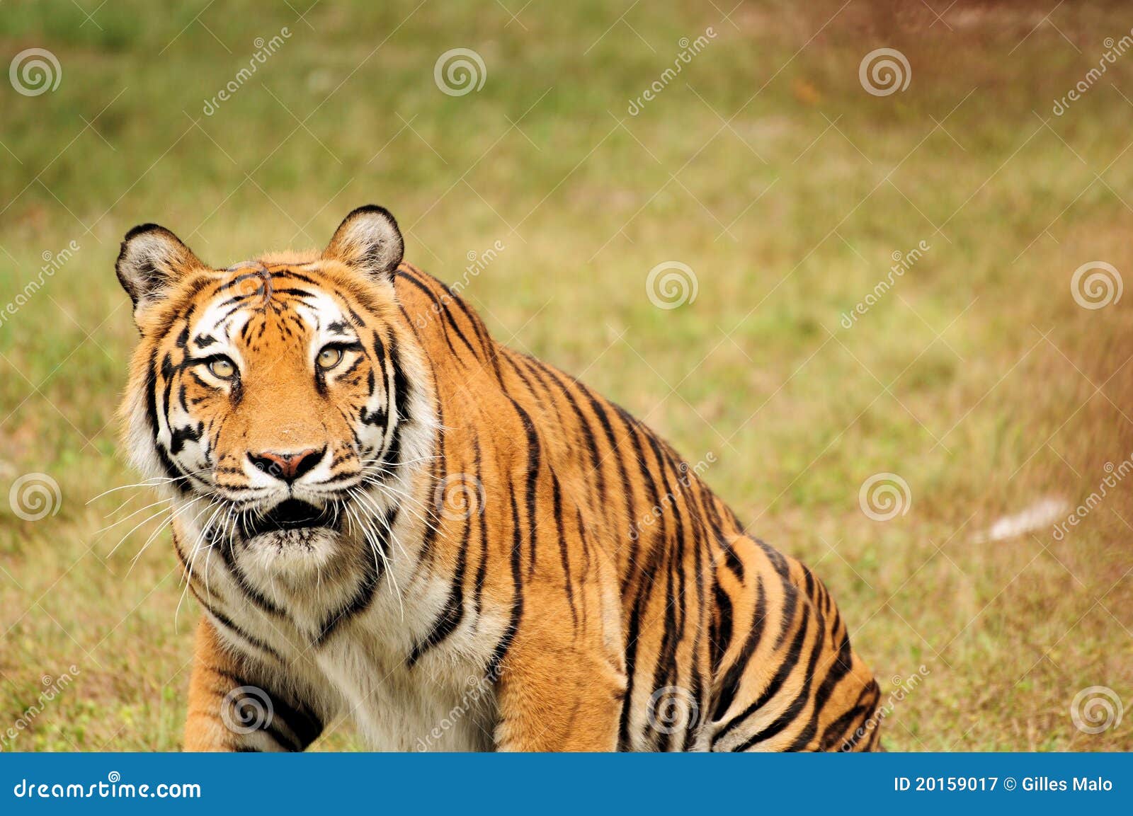 Curious Tiger stock image. Image of dangerous, animal - 20159017