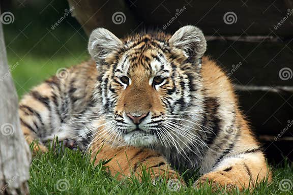 Curious Tiger Cub stock image. Image of orange, cubs, animals - 5311193
