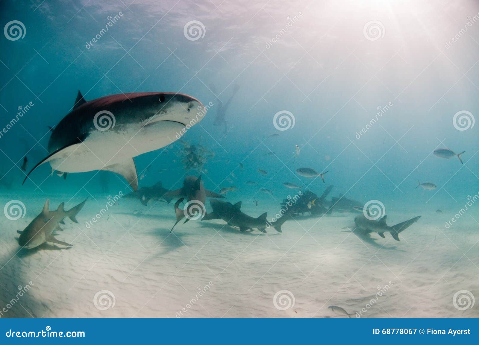 Curious Shark Stock Photography | CartoonDealer.com #19487966